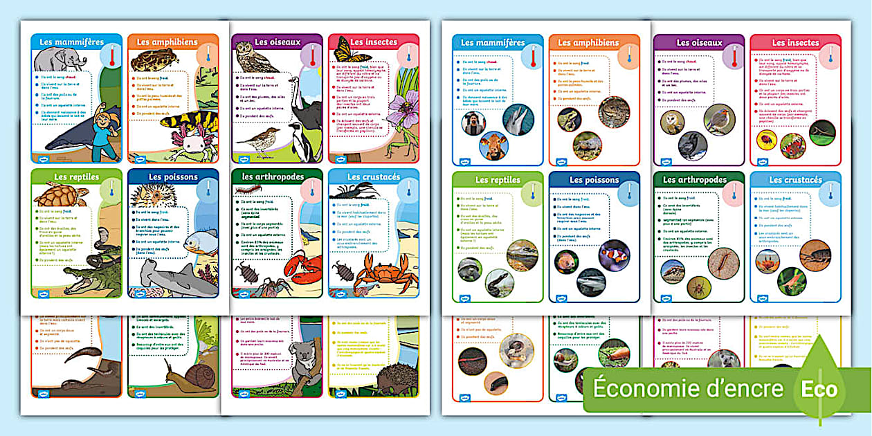 Cartes de classification des animaux (teacher made) - Twinkl