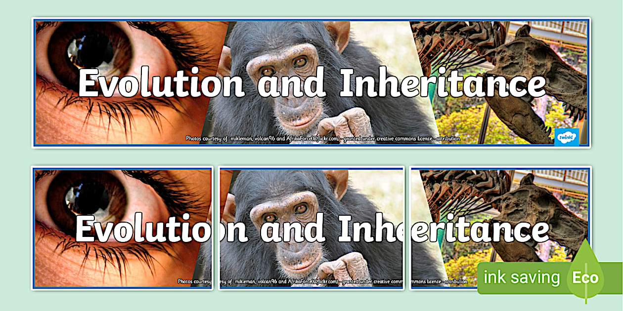 Evolution and Inheritance Display | Photo Banner - Twinkl
