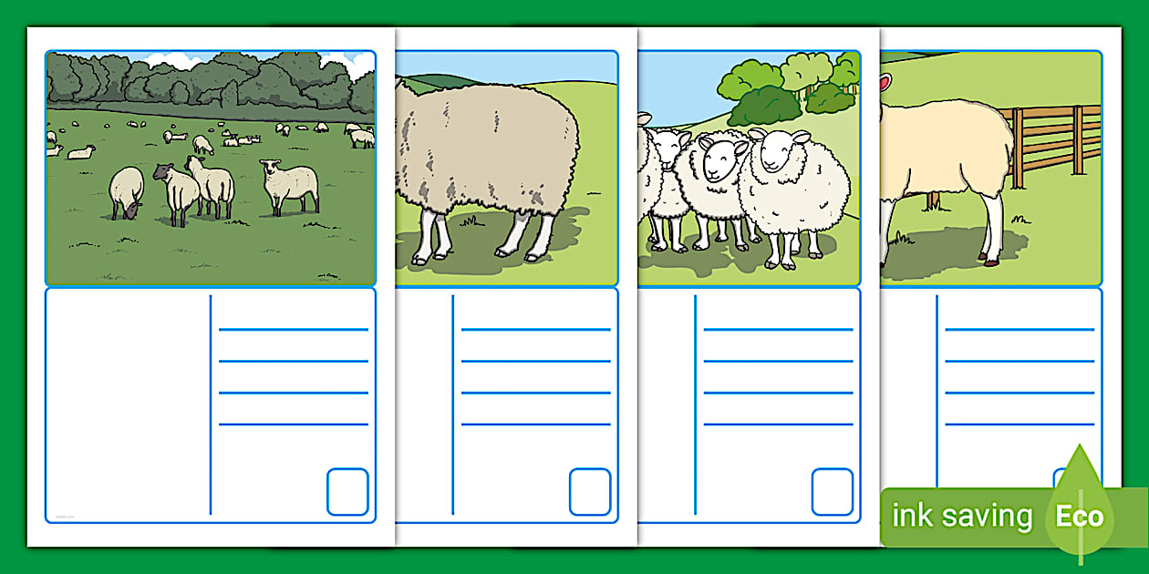 Sheep Themed Postcards (teacher made) - Twinkl