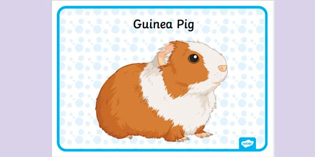 Display Guinea Pig Poster | Primary Resources | Twinkl