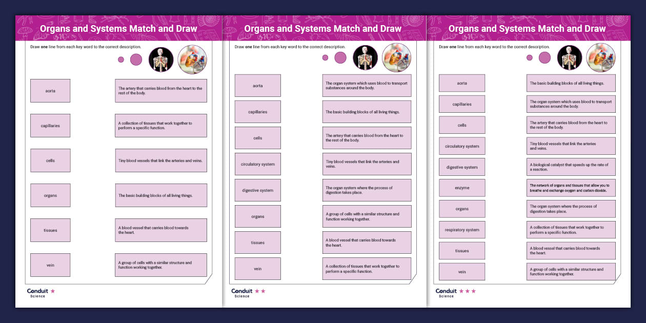 Organs and Systems: Match and Draw (teacher made) - Twinkl
