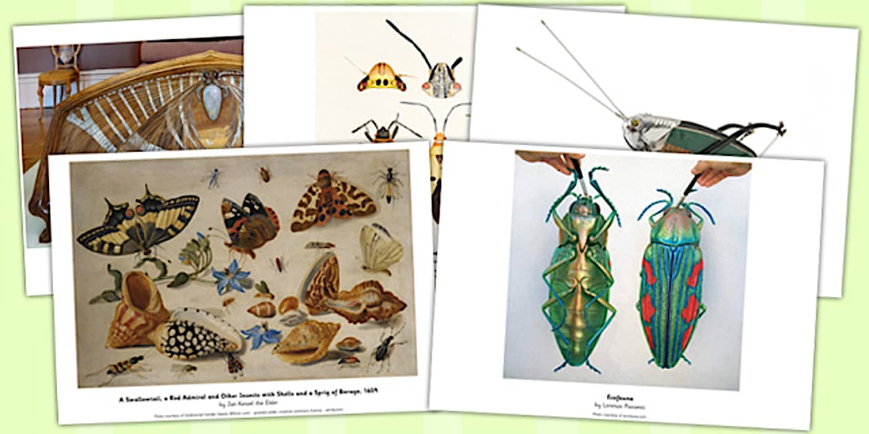 Insect Art Photopack (teacher made) - Twinkl