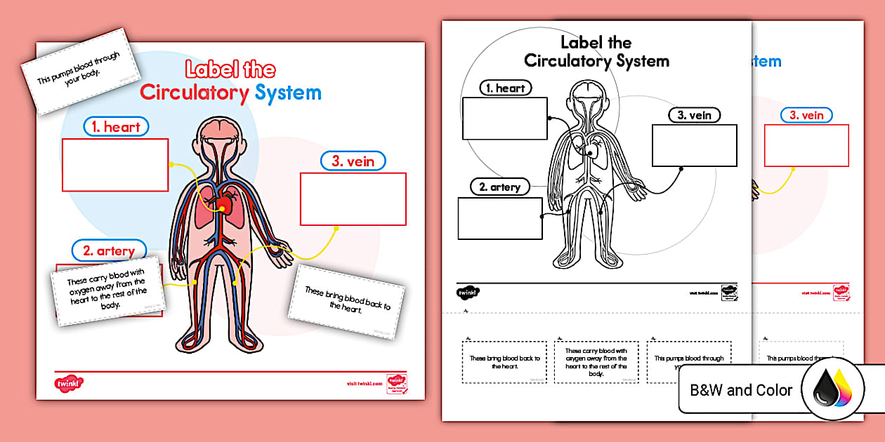 Second Grade Circulatory System Cut & Paste Worksheet