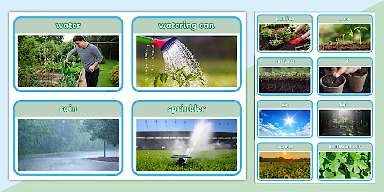 Needs of a Plant Flashcards (teacher made) - Twinkl