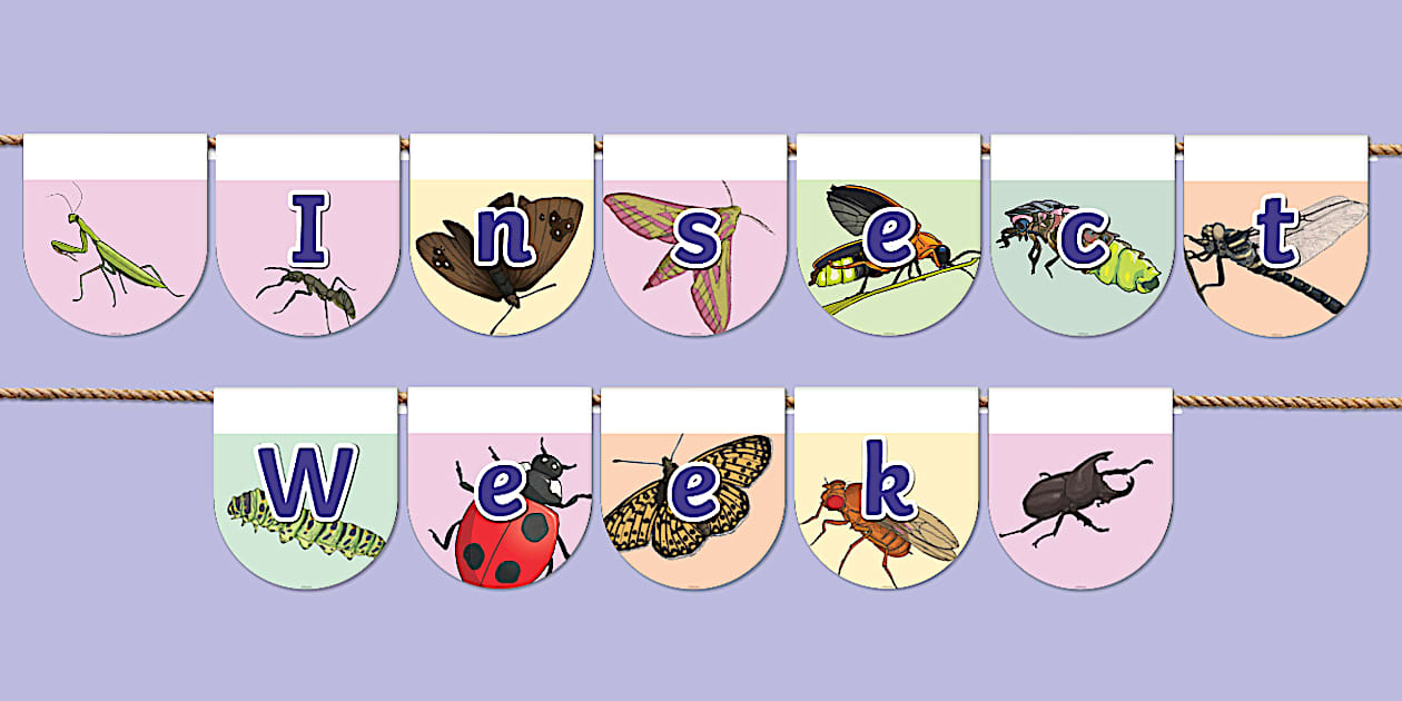 Insect Week Display Bunting Teacher Made Twinkl