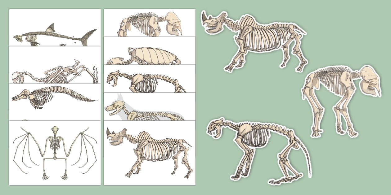 Animal Skeletons Cut-Outs (Teacher-Made) - Twinkl