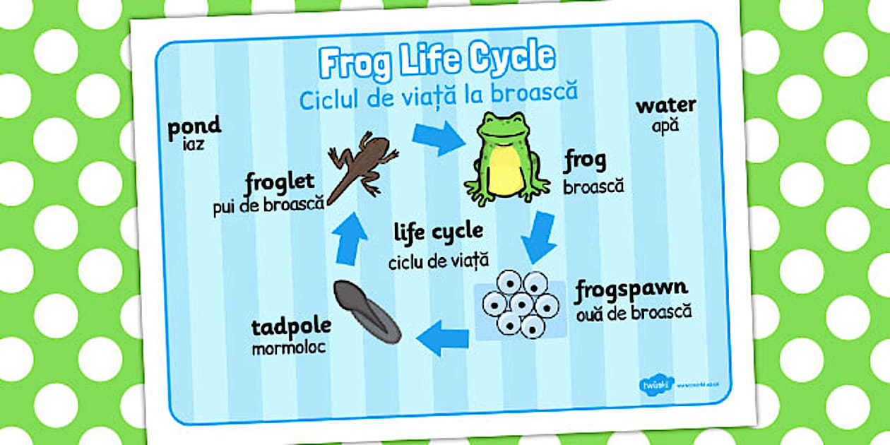 Frog Life Cycle Word Mat Romanian Translation - Twinkl