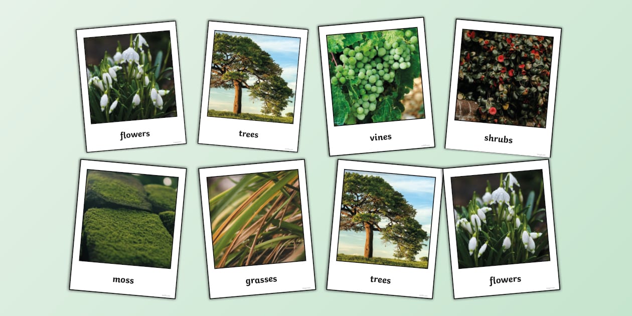 Plant Groups Instant Photo Style Display Images - Twinkl