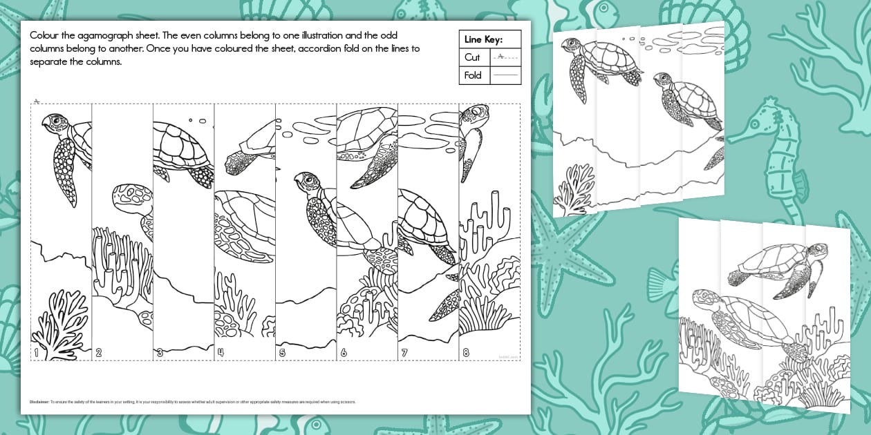Turtle Agamograph - Twinkl More Subjects (Teacher-Made)