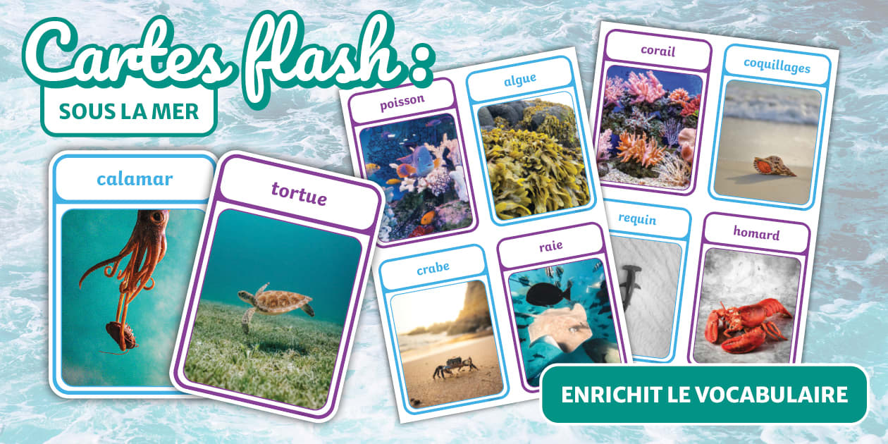 Cartes flash : Sous la mer