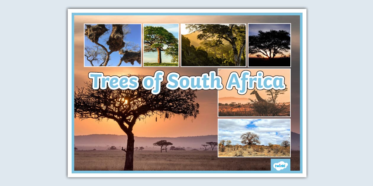 Trees of South Africa Display Poster (teacher made) - Twinkl