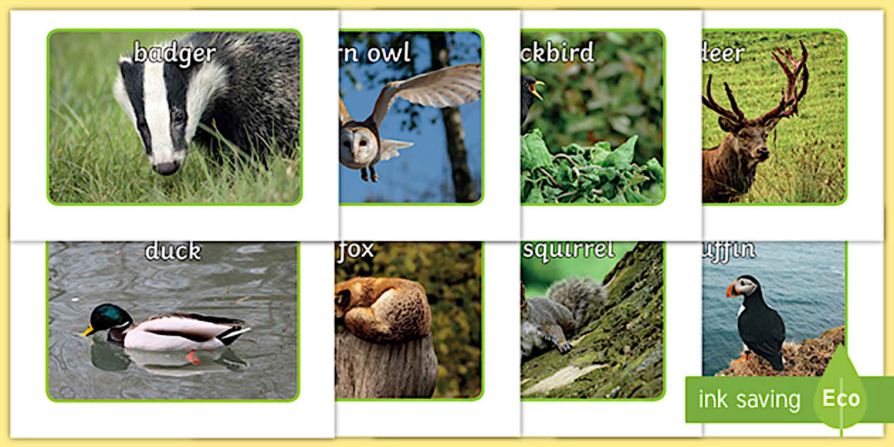 👉 British Mammals Pictures | Wildlife Animals Display Photos