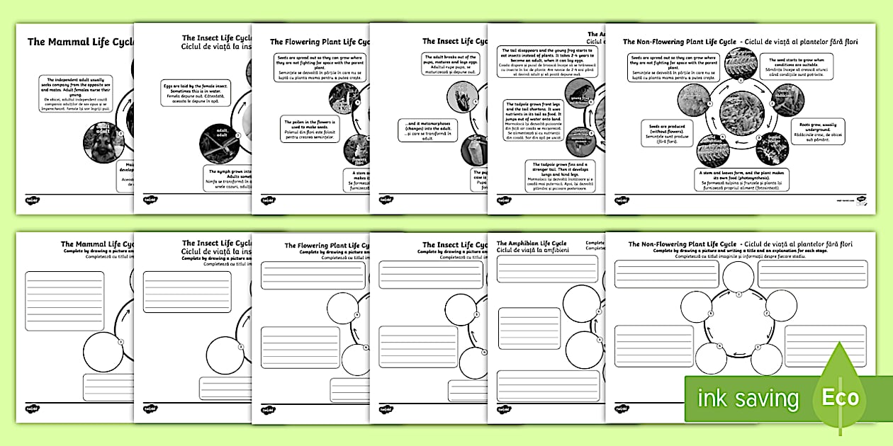 Year 5 Differentiated Life Cycles Worksheets English/Romanian