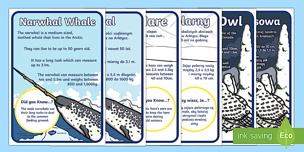 Arctic Animal Display Facts Posters English/Polish - Twinkl
