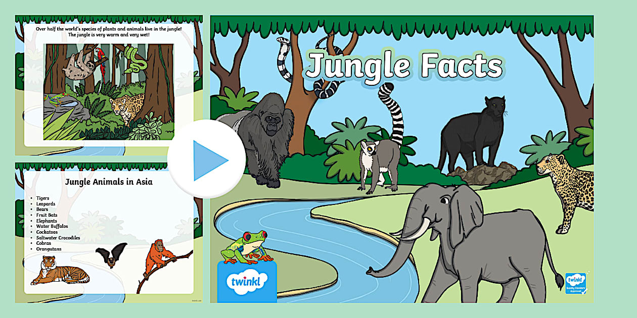 Jungle Facts PowerPoint (teacher made) - Twinkl