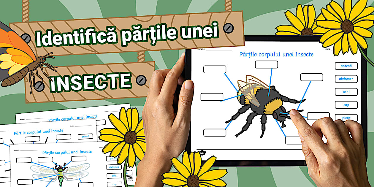 Identifică părțile unei insecte – Fișă digitală