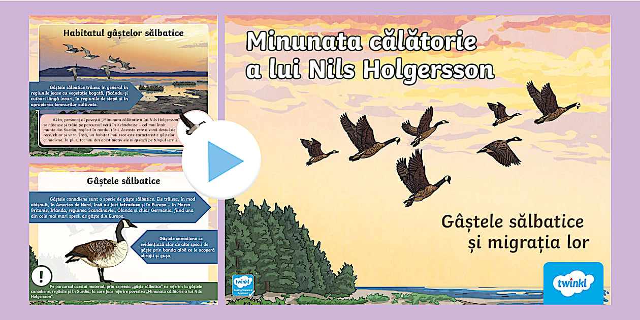 Gâștele sălbatice și migrația lor – Prezentare PowerPoint