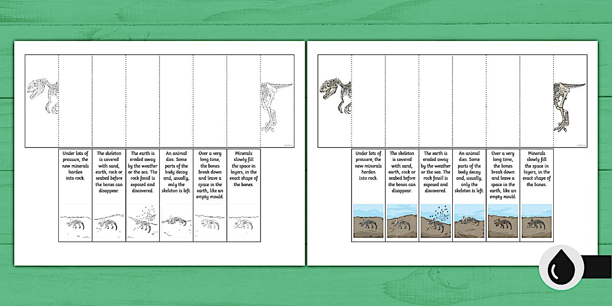 Ordering the Stages of Fossilization Activity (teacher made)