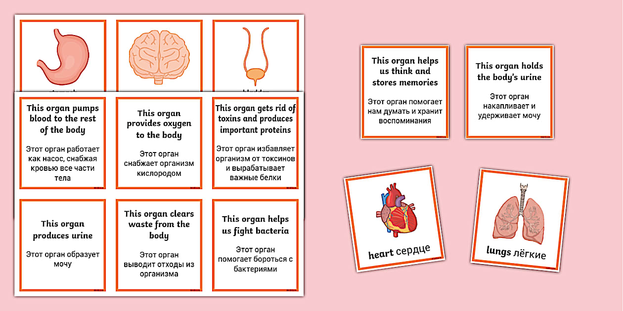 Organ Function Matching Cards English/Russian | Внутренние органы человека