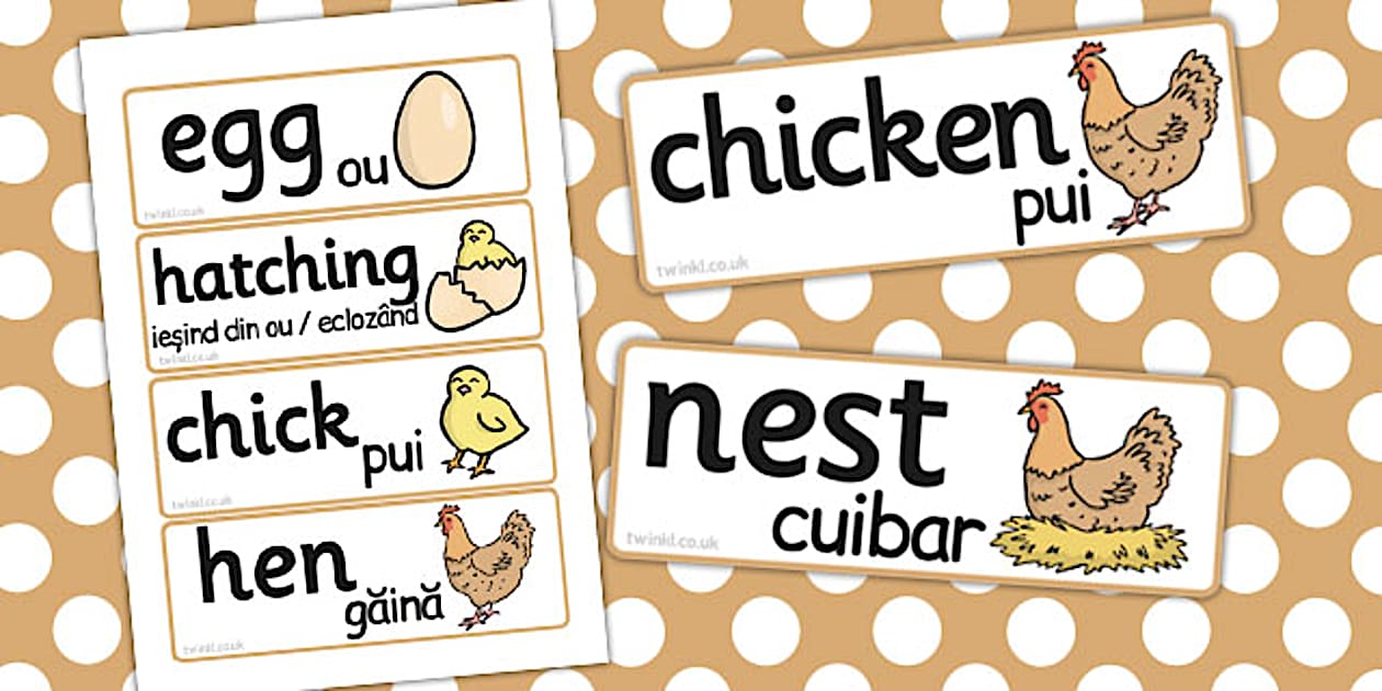 Life Cycle of a Hen Word Cards Romanian Translation - romanian
