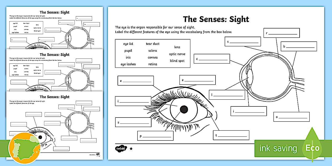 Eye Diagram Worksheet | Sense of Sight (teacher made)