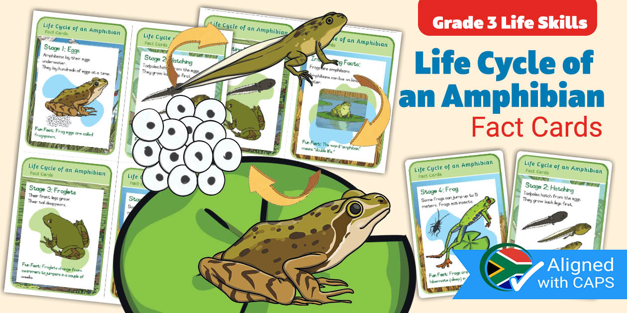 Gr3 Life Skills T2 Life Cycle of an Amphibian Fact Cards (CAPS)