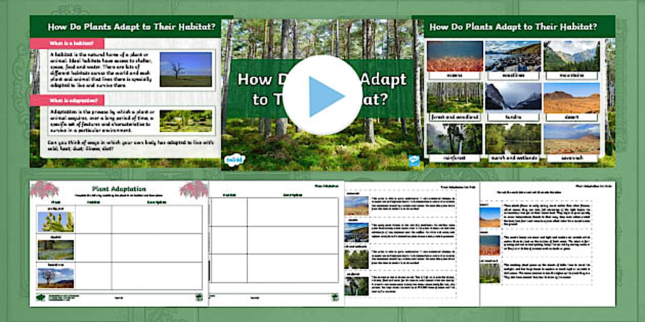 Plant Adaptation Activities | KS2 PowerPoint and Worksheet