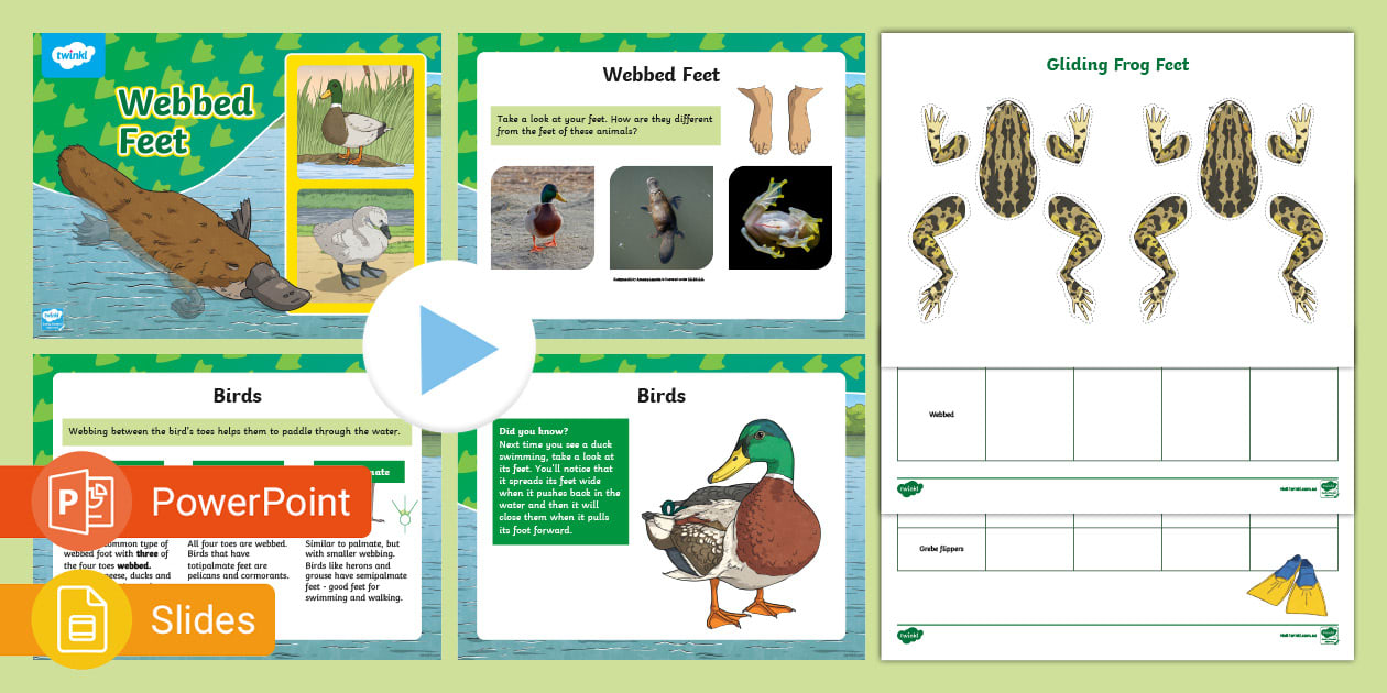 Webbed Feet PowerPoint (Teacher-Made) - Twinkl