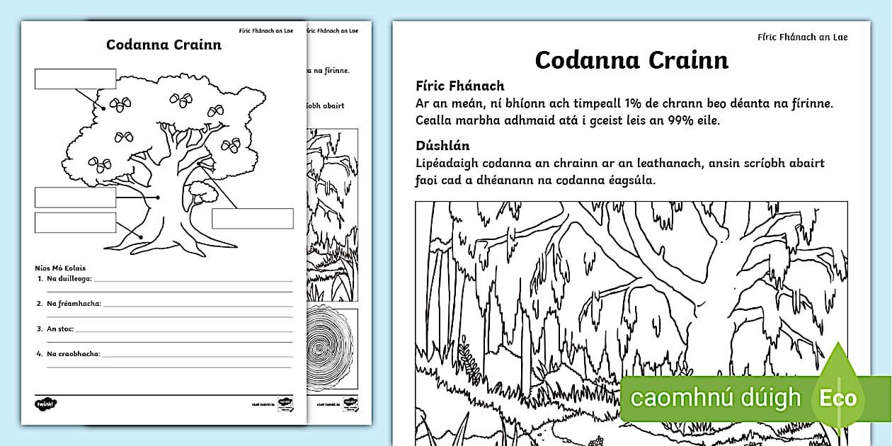 Parts of a Tree Identify and Explain Worksheet Gaeilge