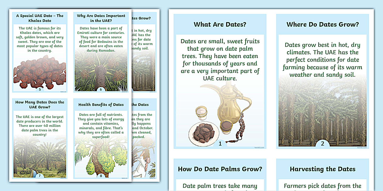 Date Farming in the UAE Fact Cards (Lehrer gemacht) - Twinkl
