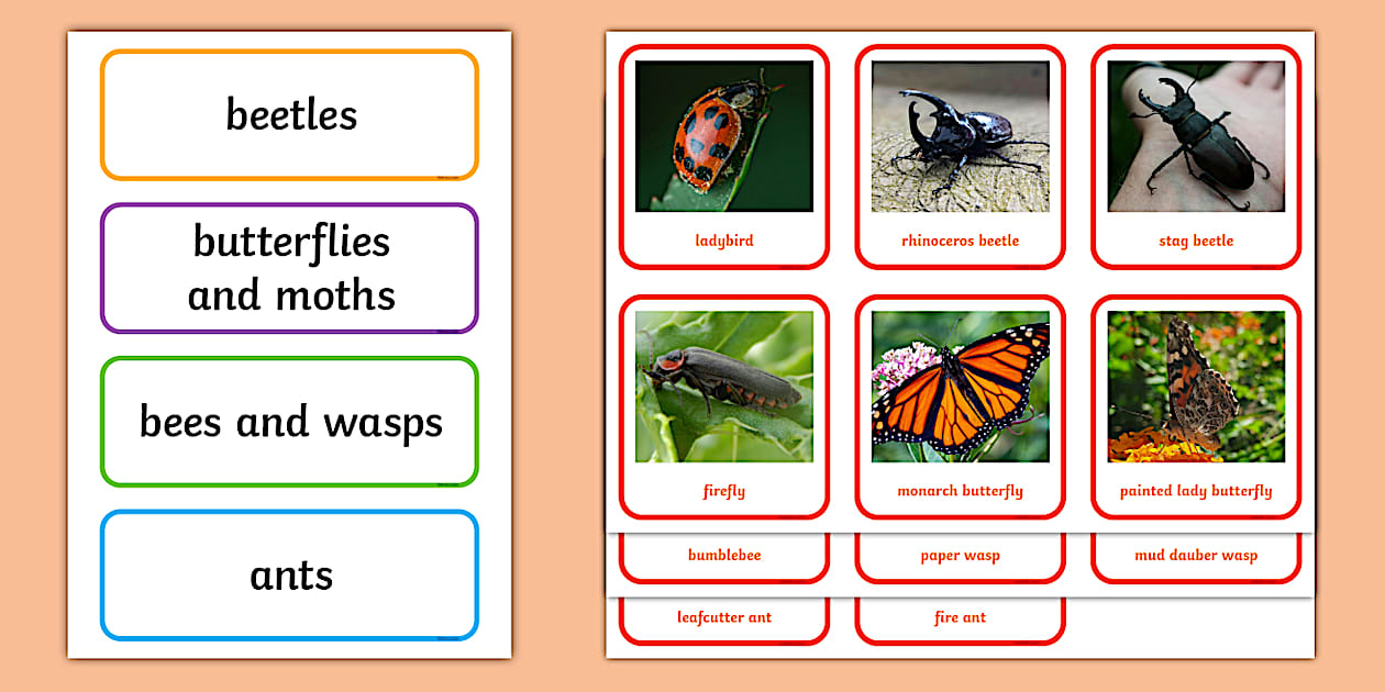Types of Insect Sorting Cards (teacher made) - Twinkl