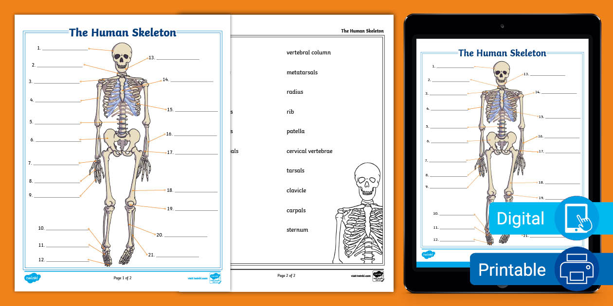 Sixth Grade Skeleton Labeling Activity (professor feito)