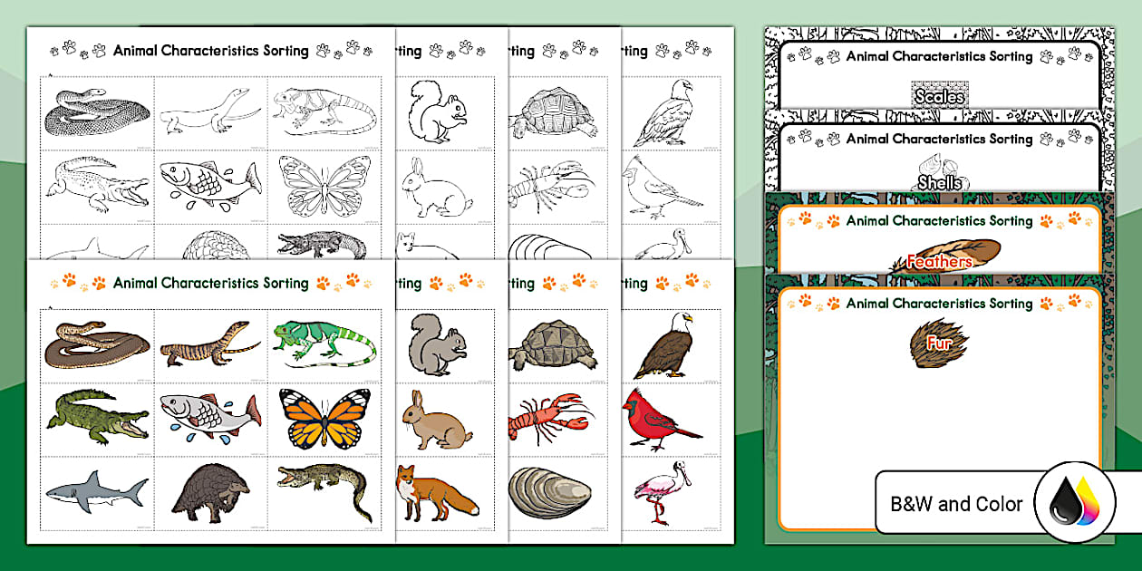 Animal Characteristics Sorting Activity | Twinkl USA