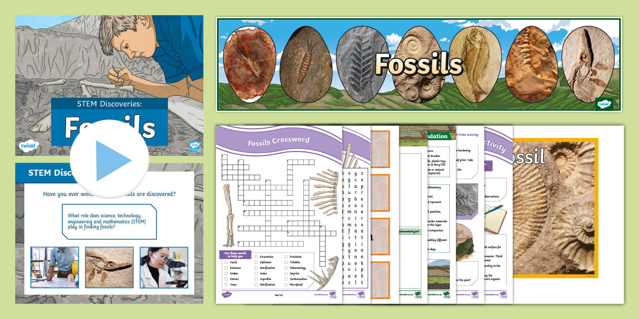 Fossils STEM Resource Pack (teacher made) - Twinkl