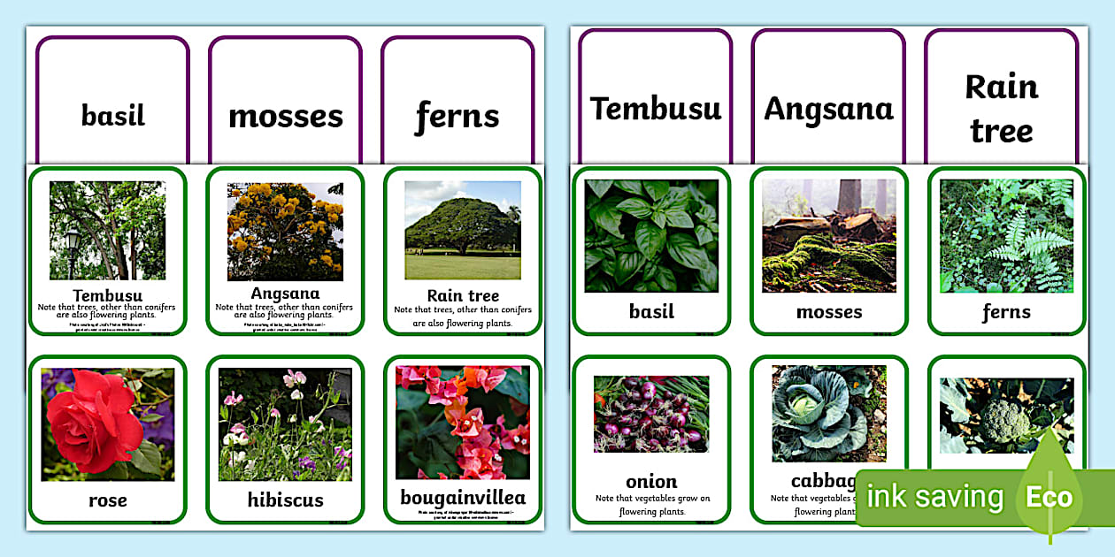Singapore Plants and Flowers Sorting Cards (teacher made)
