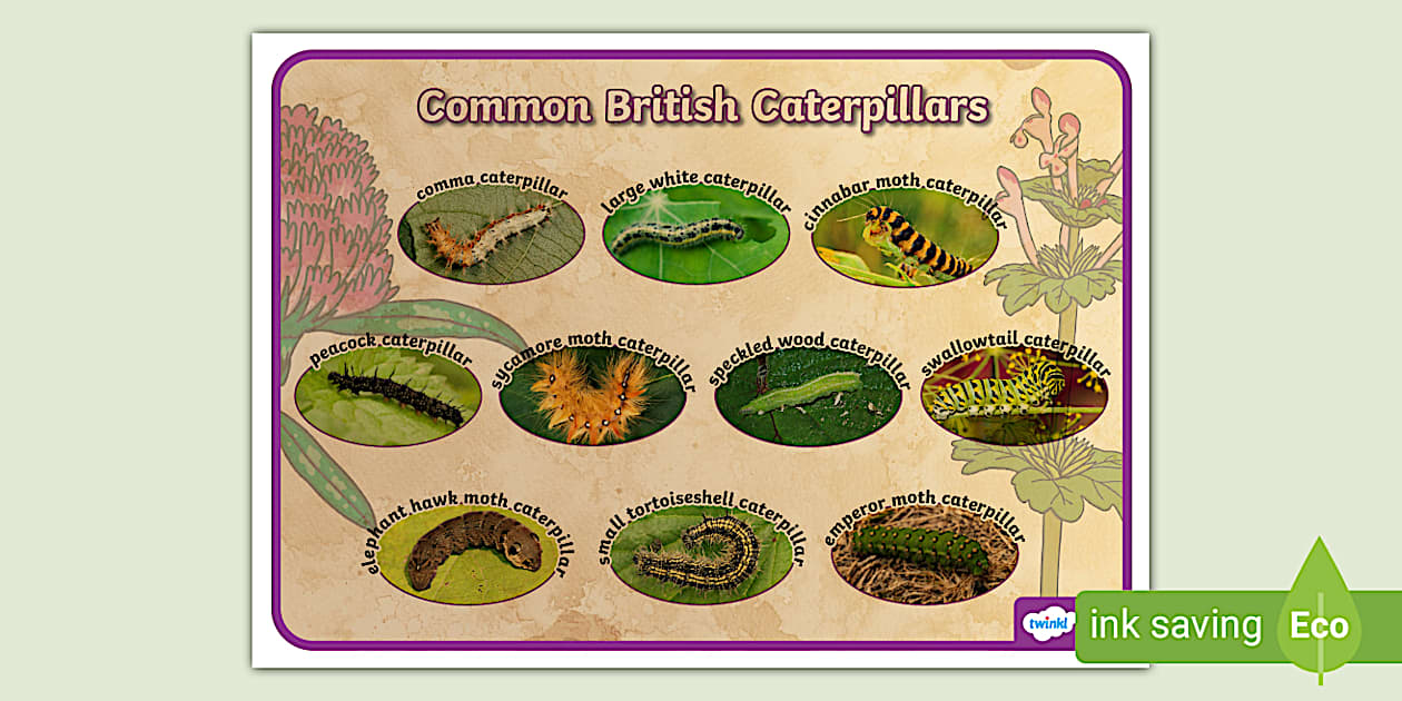 Common Caterpillars ID Poster - Nature (teacher made)