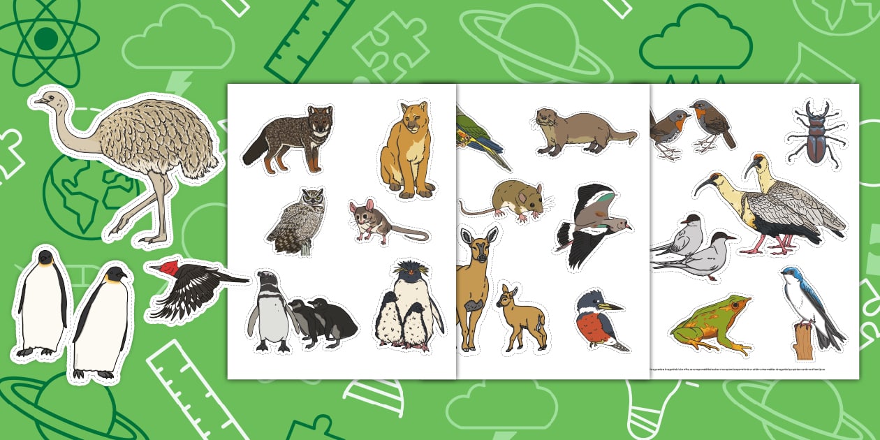 Recortables | Fauna Chilena | Zona Sur (teacher made)