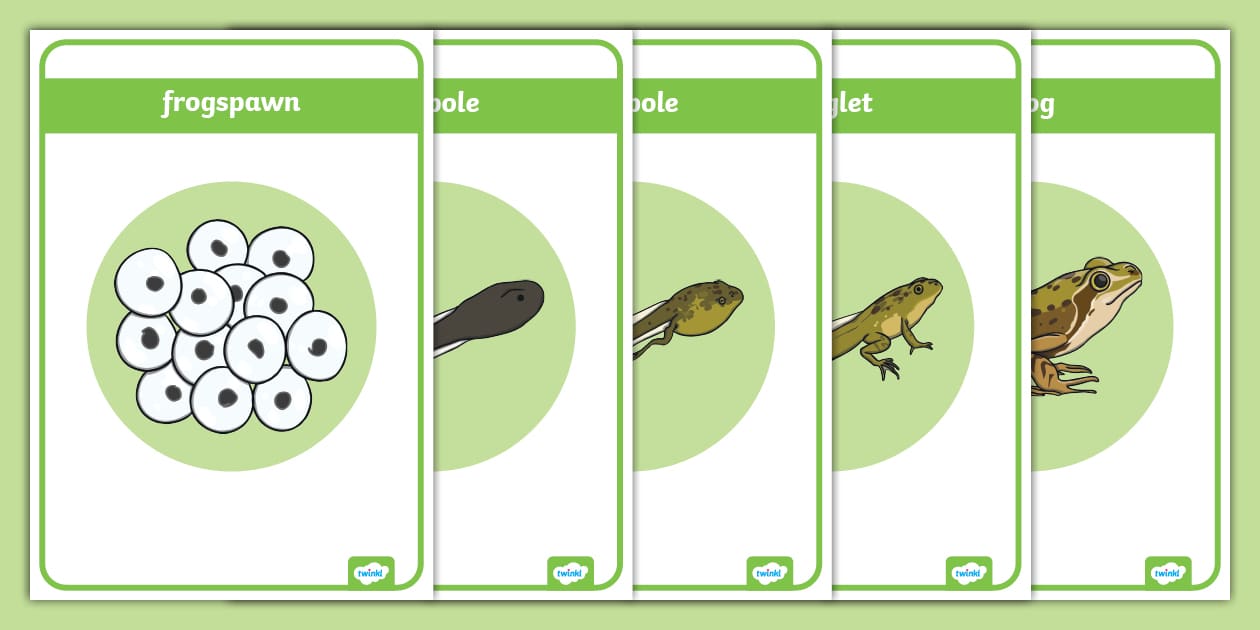 Life Cycle of a Frog Display Posters - Twinkl