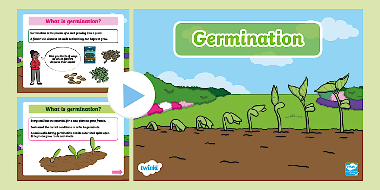 Germination Lesson PowerPoint - KS1 (teacher made) - Twinkl