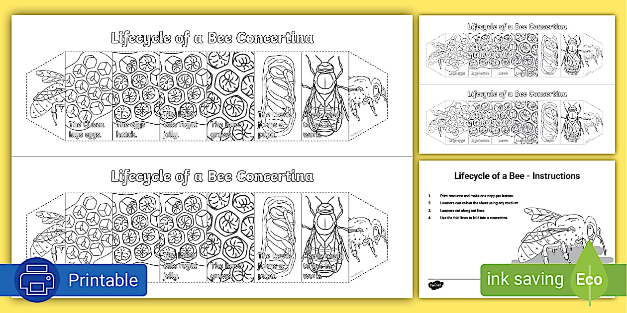 Bee Life Cycle | Concertina Booklet | Colouring Activity