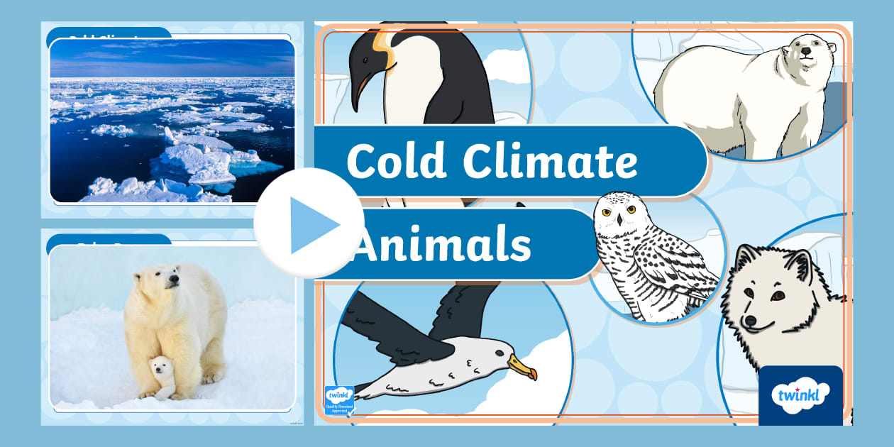KS1 Cold Climate Animals Photo PowerPoint (teacher made)