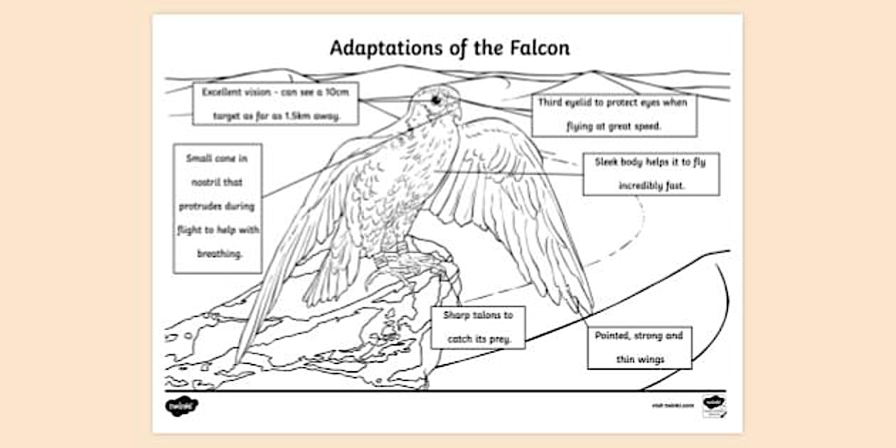 Adaptations of the Falcon Colouring Sheet | Colouring Sheets