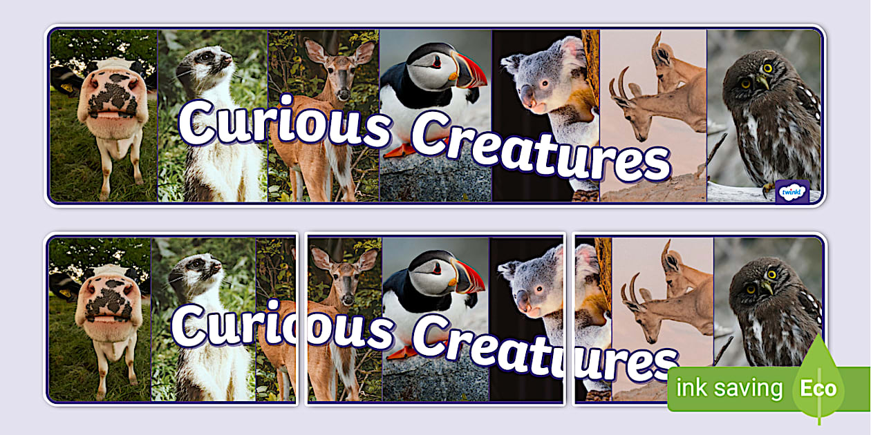 Curious Creatures Display Banner (teacher made) - Twinkl