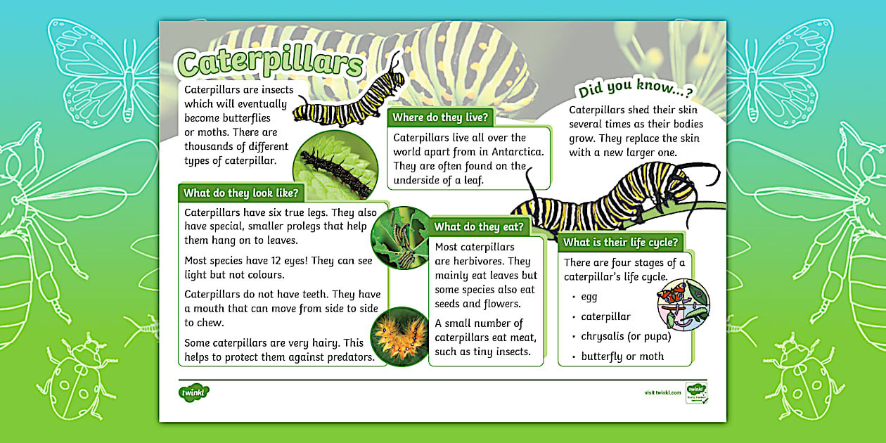 KS1 Caterpillar Fact File | Animal Fact Files | Twinkl