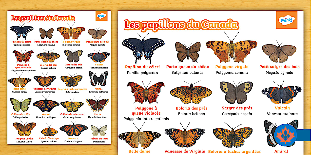 Common Butterflies of Canada Display Poster French - Twinkl