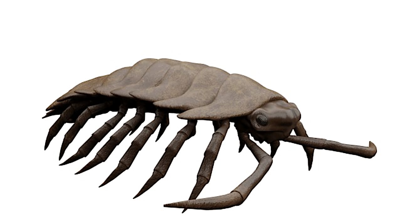 3D Model: Invertebrates - Woodlouse (teacher made) - Twinkl