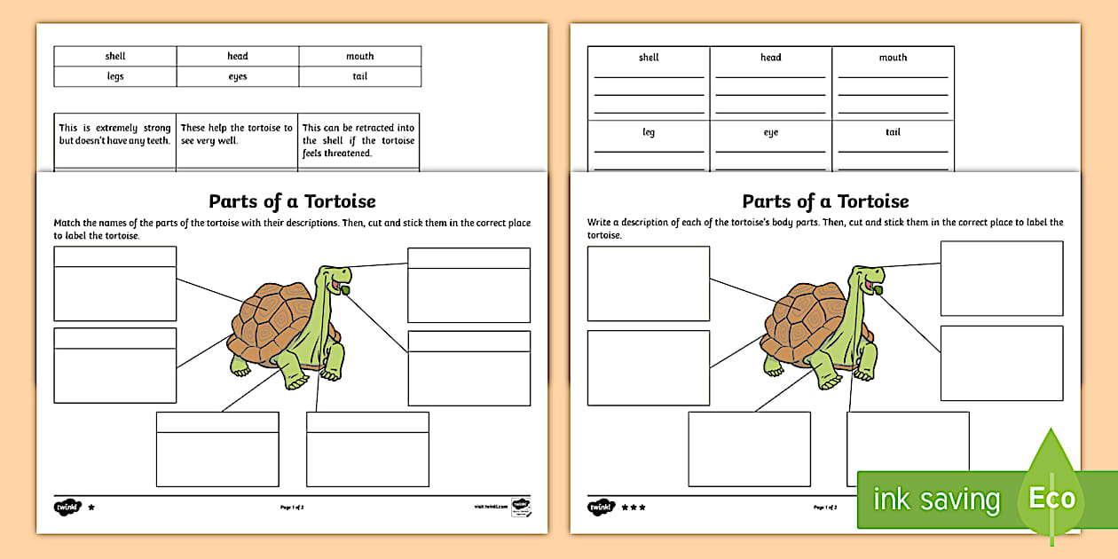 Lower Ability Parts of a Tortoise Differentiated Worksheet
