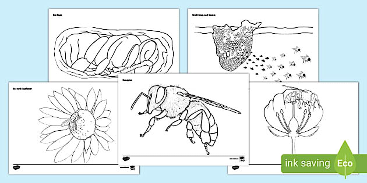 Bees Colouring Pages (creat de profesori) - Twinkl