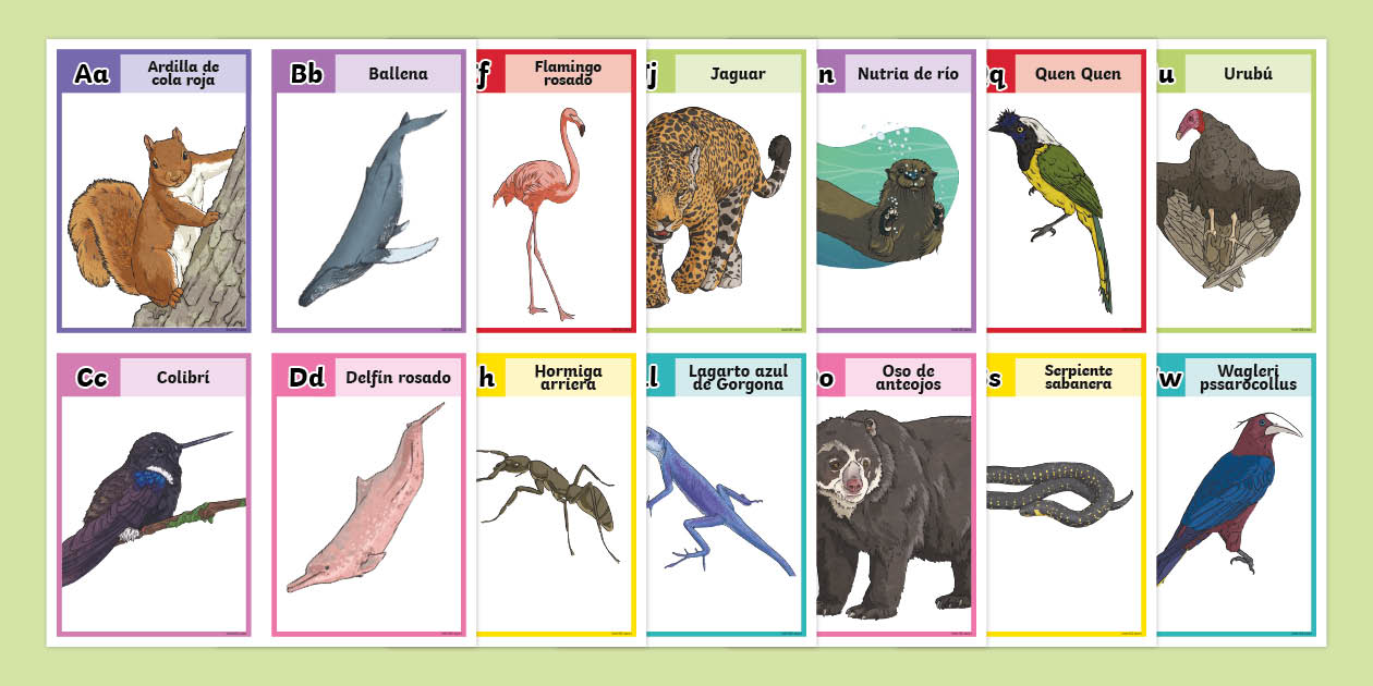 Tarjetas: Alfabeto de animales de Colombia - Twinkl Colombia
