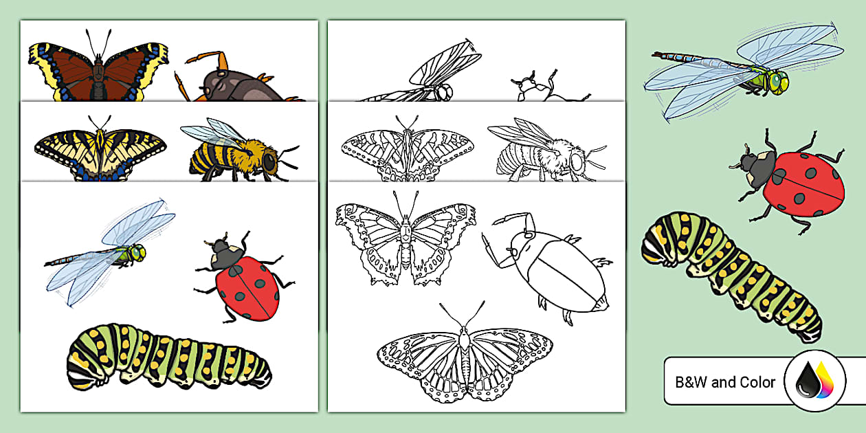 Insects and Bugs Cutouts (teacher made) - Twinkl